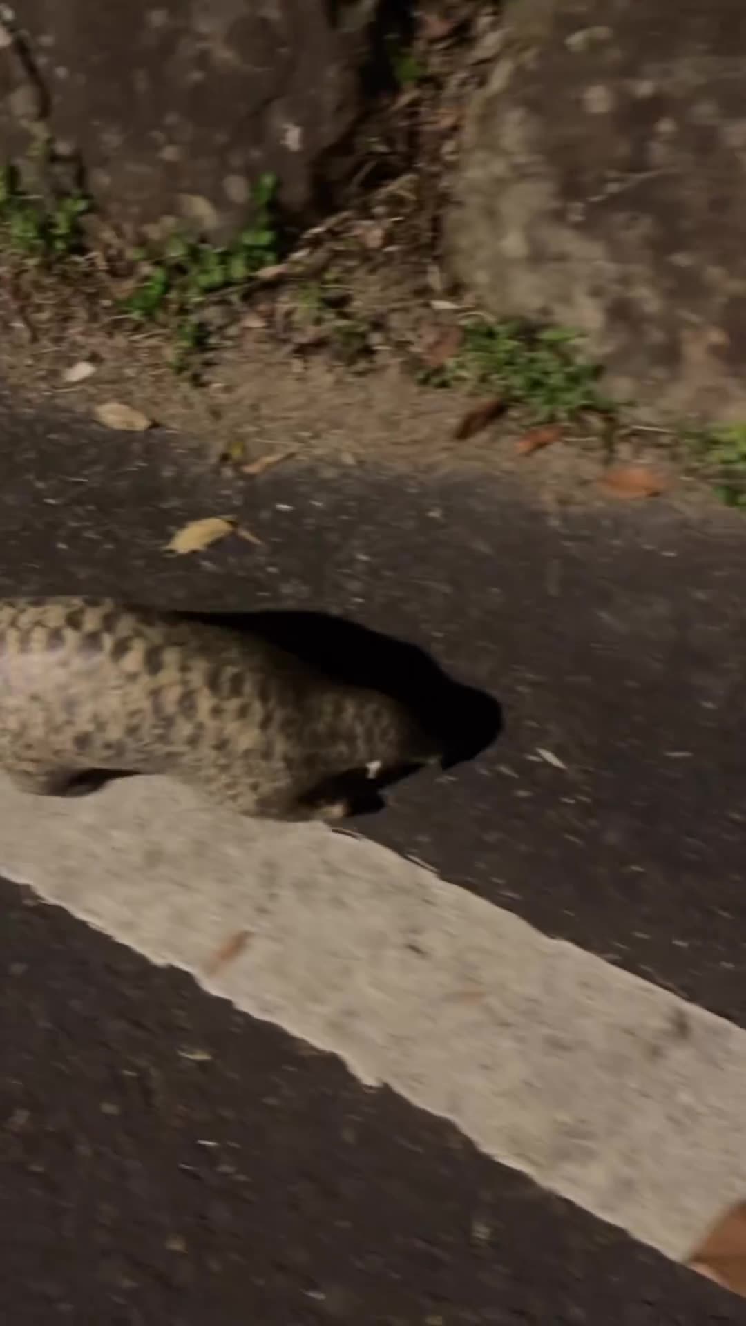 I met a pangolin on the road.