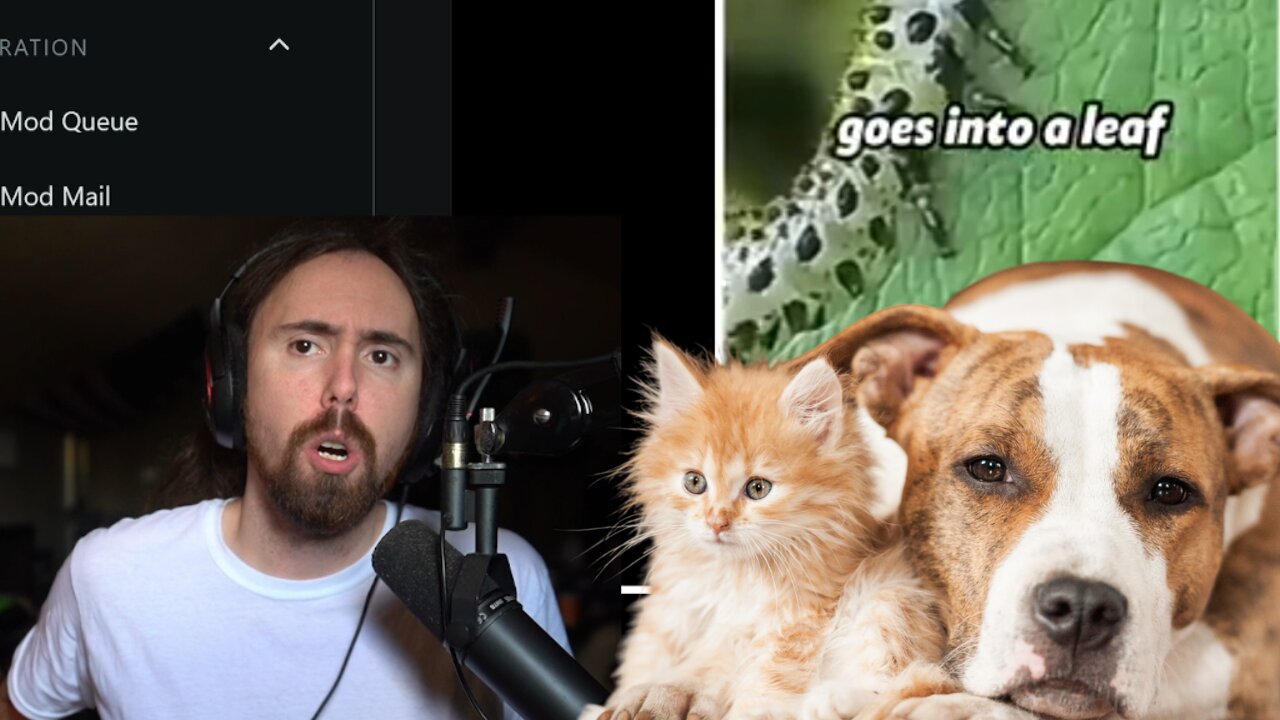 Asmongold Says He Would Eat Cats and Dogs