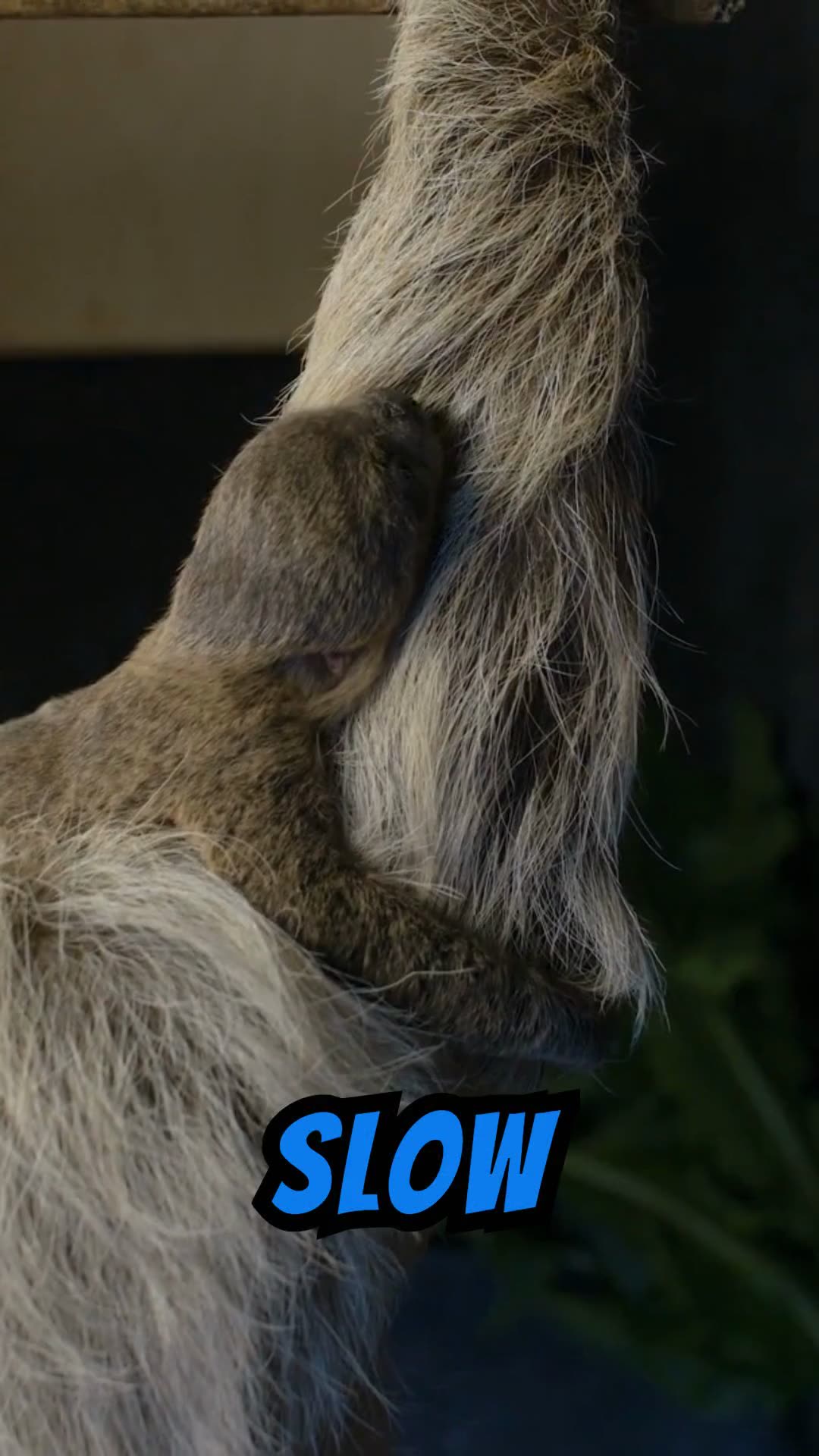 🦥 Sloths Are So Slow… Moss Grows on Them! (Nature’s Laziest Animal)