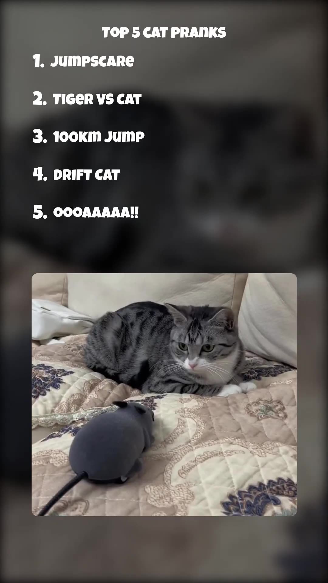 Top 5 FUNNIEST Cat Prank Moments 🐱 | Hilarious Reactions You Can’t Miss! 😂