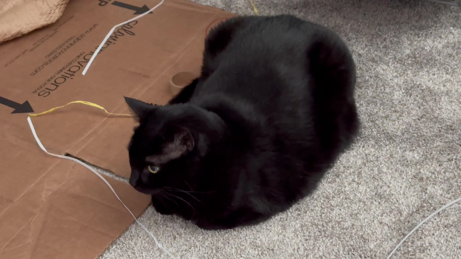 Cute Precious Piper is the Sweetest Security Guard - Adopting a Cat ...