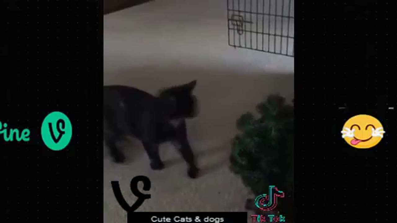 New Funny Animals Best Funny Animal Videos 2023 Funniest Cats And Dogs Videos Fu