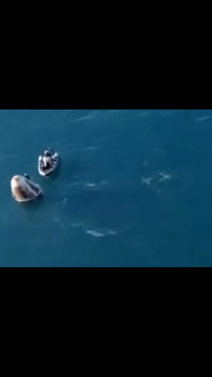 🐬 Dolphins Welcomed SpaceX Crew-9 at Splashdown 🐬 5 minute clip