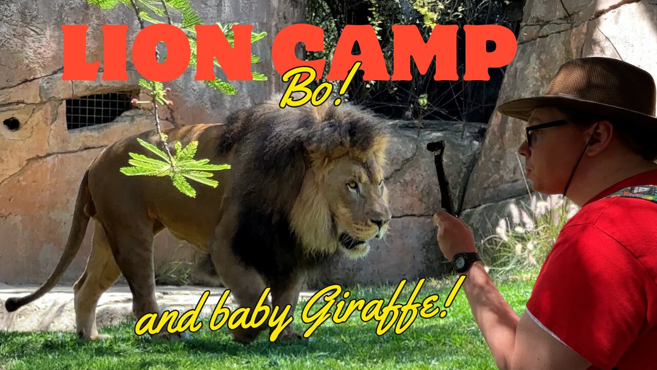 Bo the Lion and Baby Giraffe Cuties Ryan's Safari Park Experience!