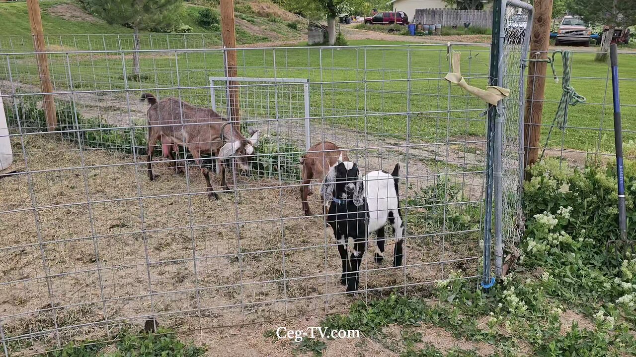 Graham Family Farm: 9:15 AM May 19 2025