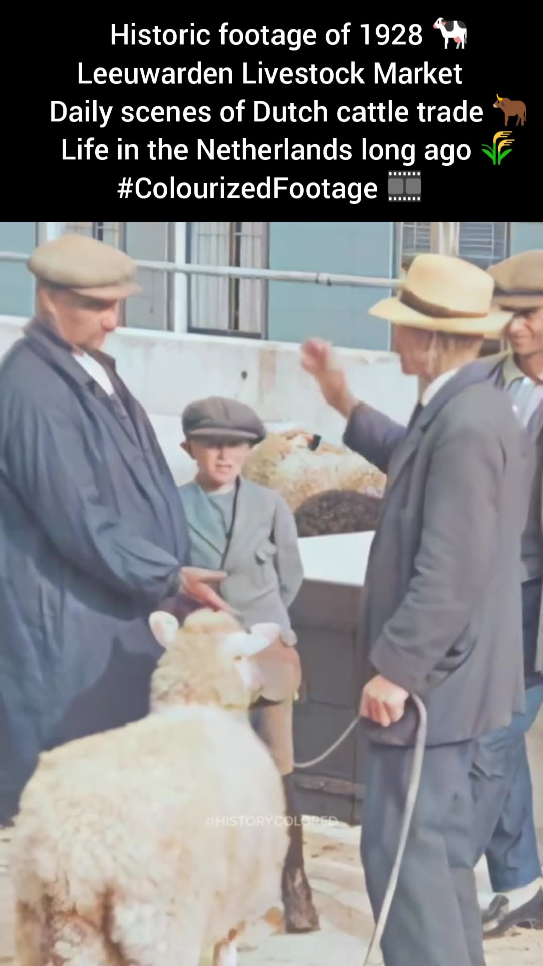 Historic footage of 1928 🐄 Leeuwarden Livestock Market 🇳🇱 Daily scenes ...
