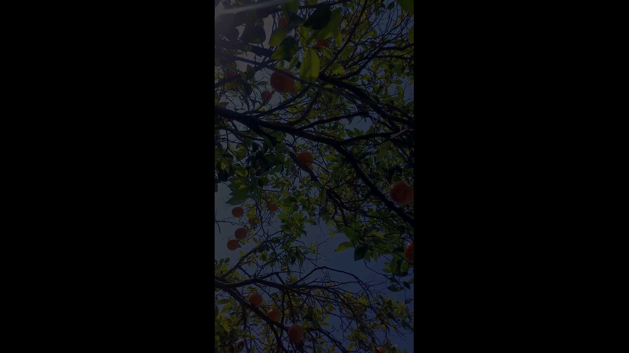 Surah Al-Baqarah | Sheikh Jamil Suruur | Beautiful Recitation #quran #islam #luhaidan #quransurah