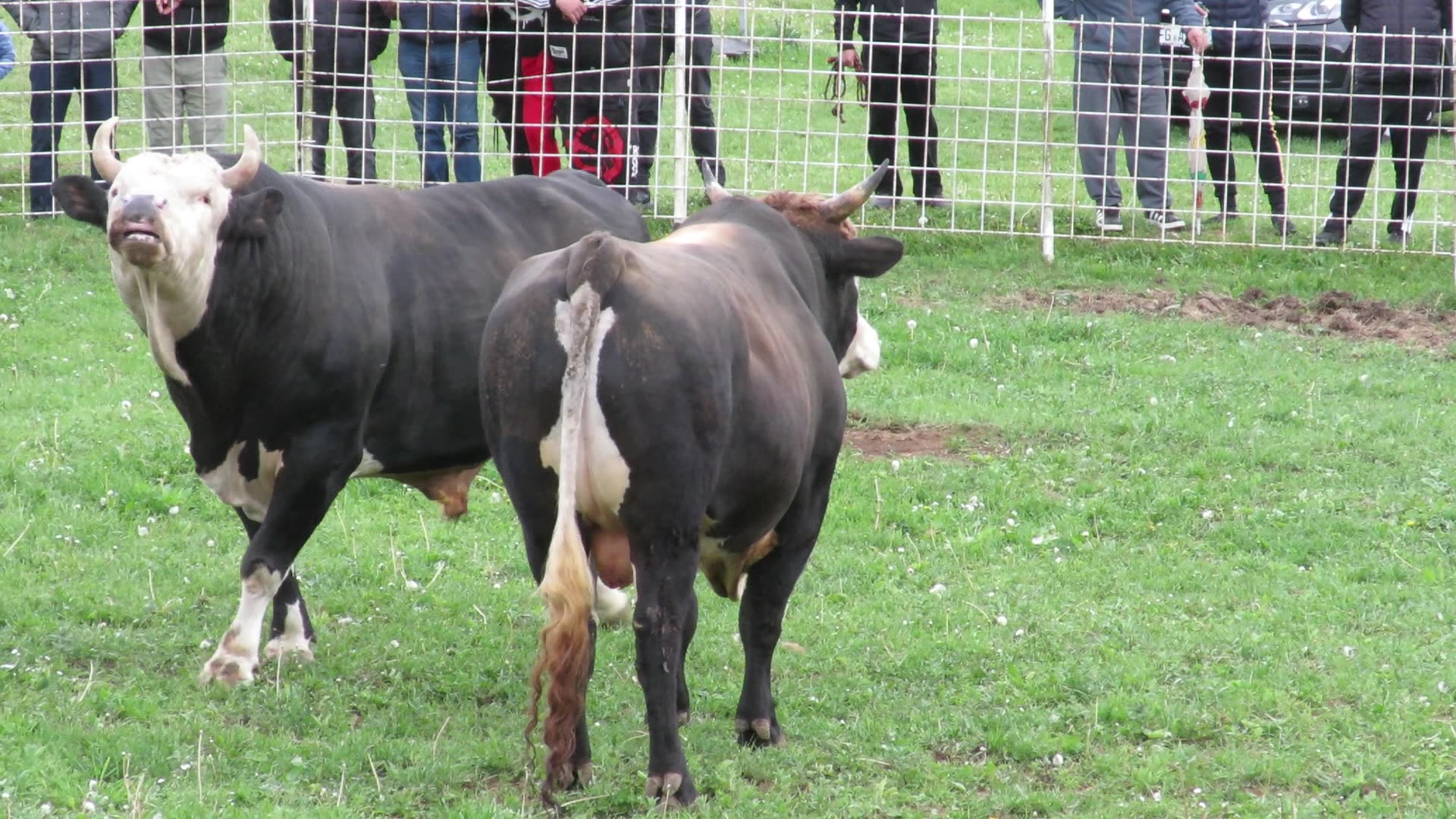 Soko vs Zgembo Sanica 2025