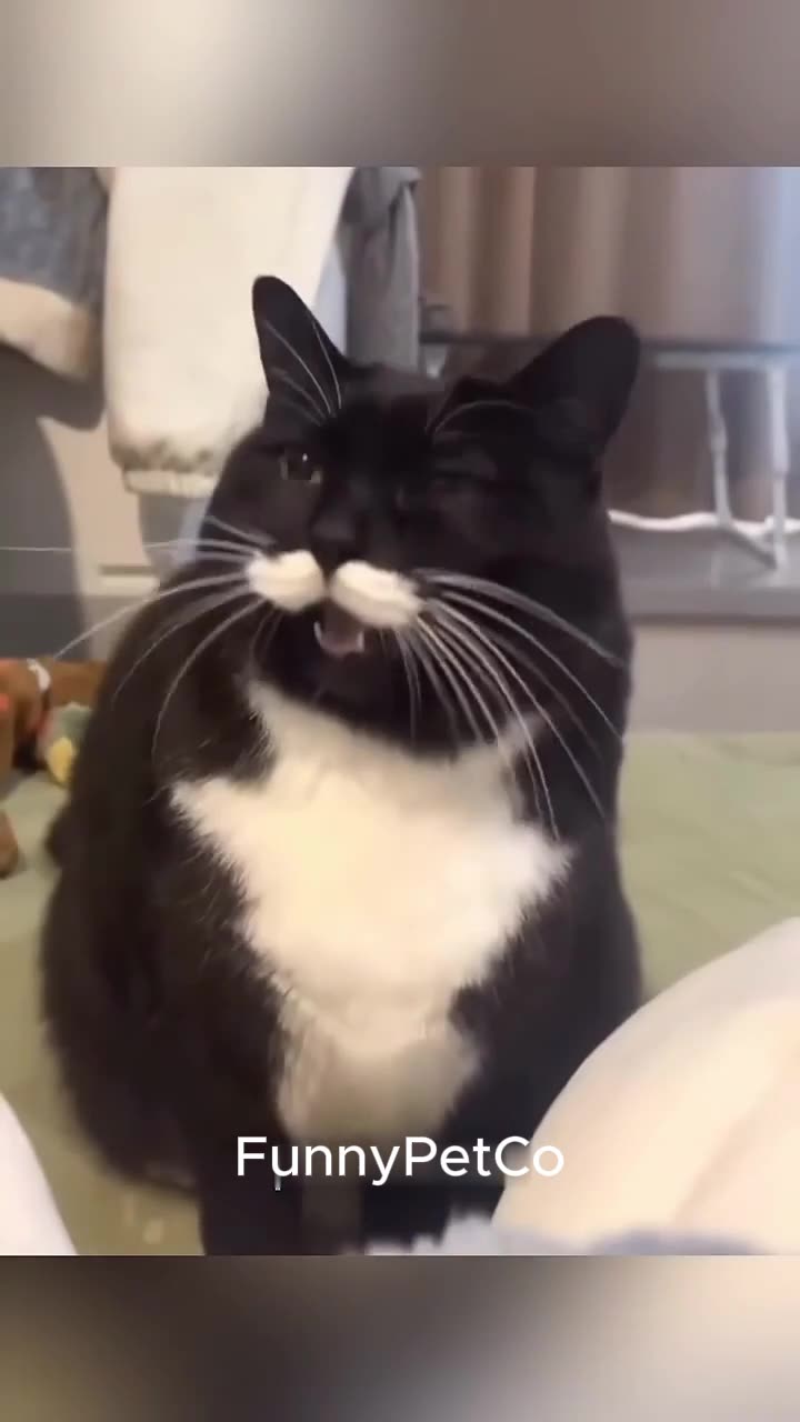 Funny Angry Cat Meow😹🐱