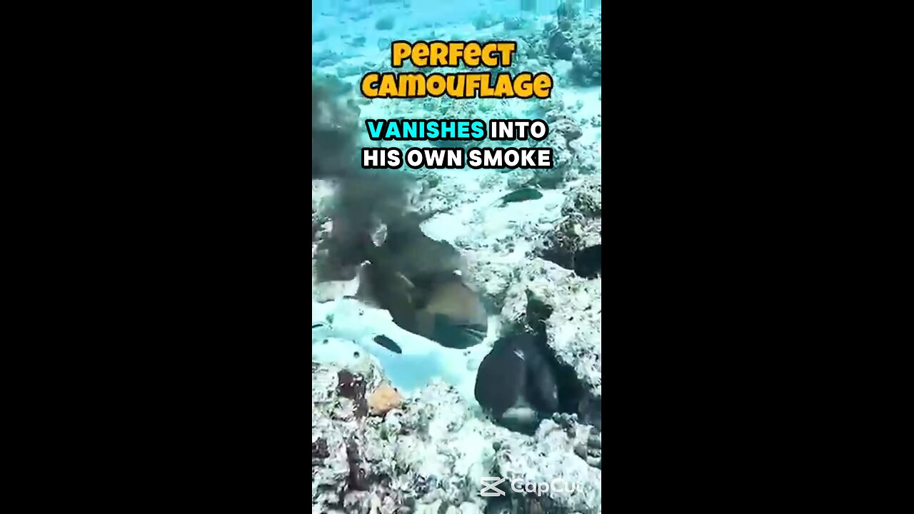 octopus special ability #animalfacts #animal #ocean #octopus