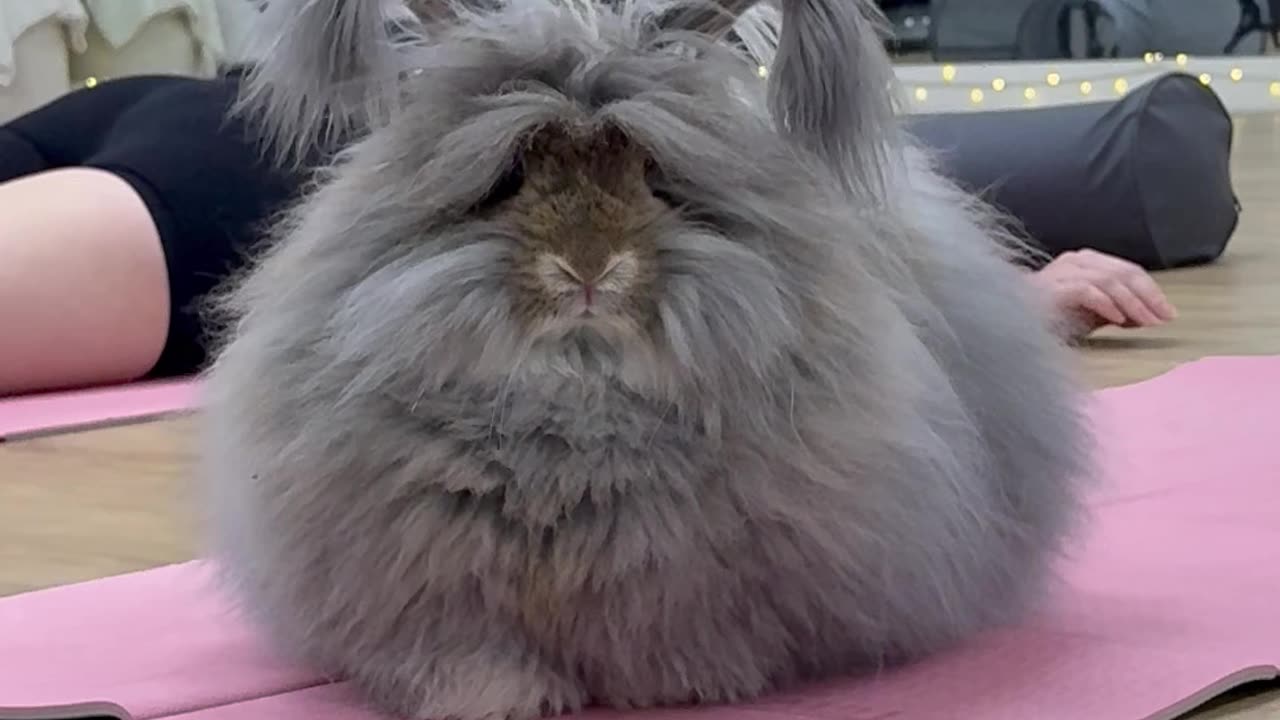 fluffiest bunny ever