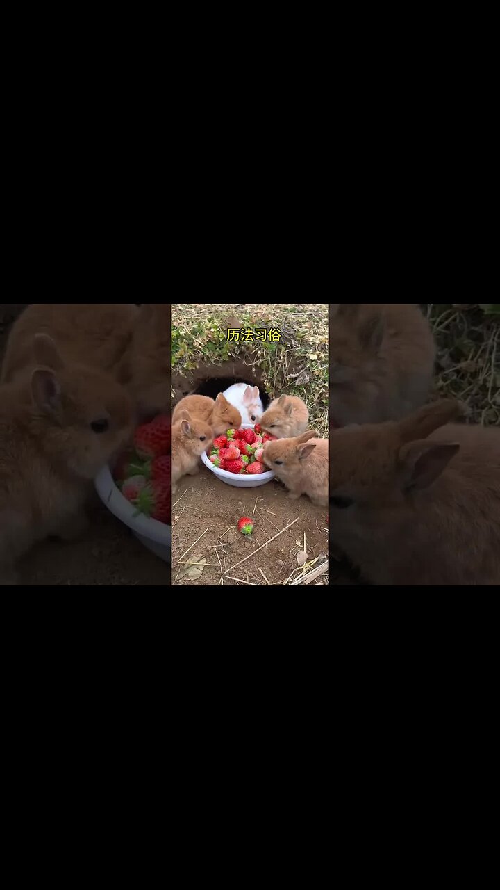 Rat, ox, tiger, rabbit, morning and evening, monkey, chicken, dog, pig ...