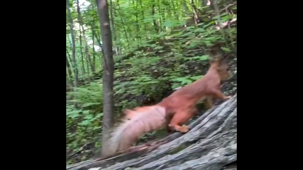 Funny Animal Moments That’ll Crack You Up! 🐾