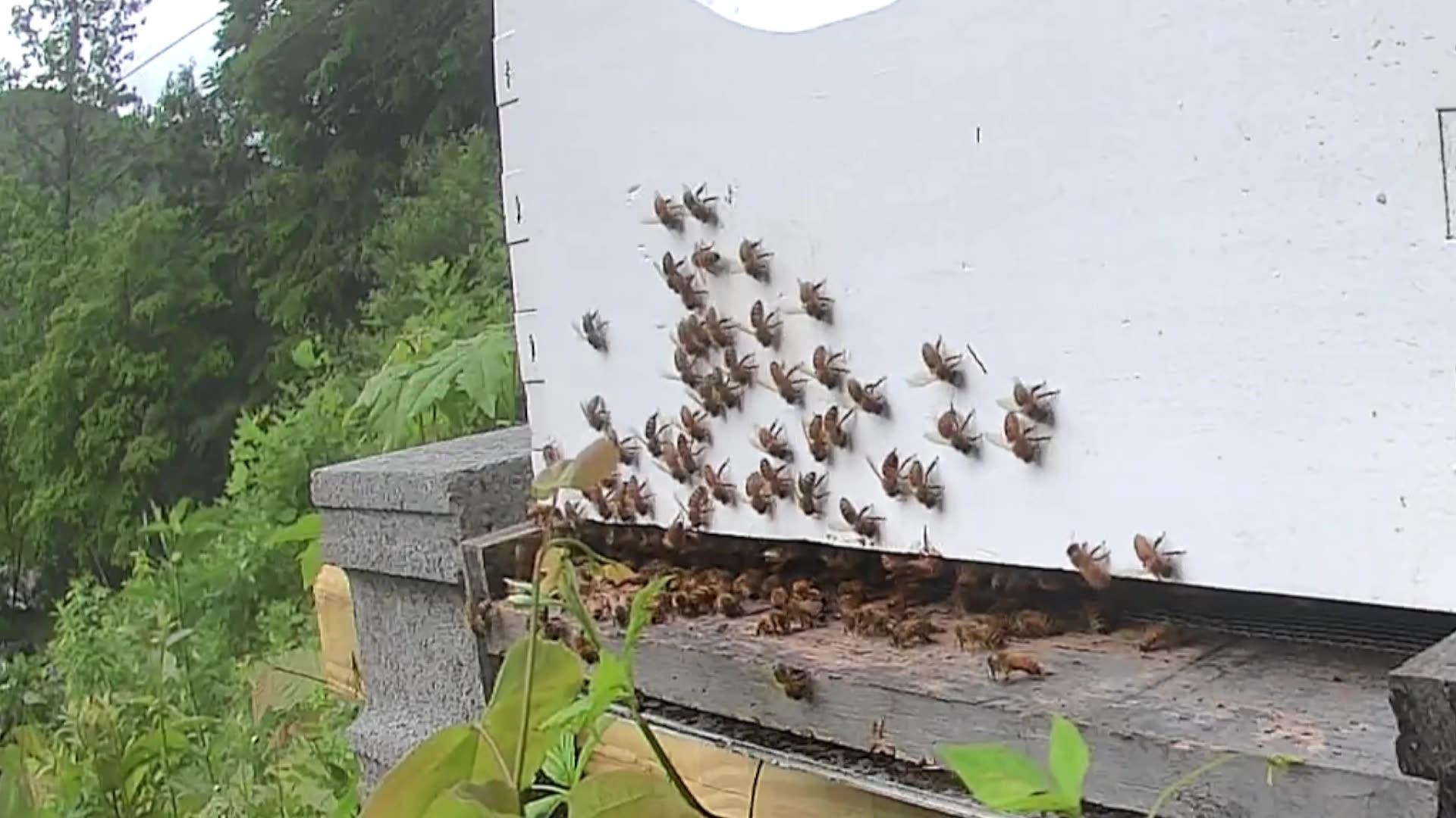 Bee Break #15 - Bees in the Rain