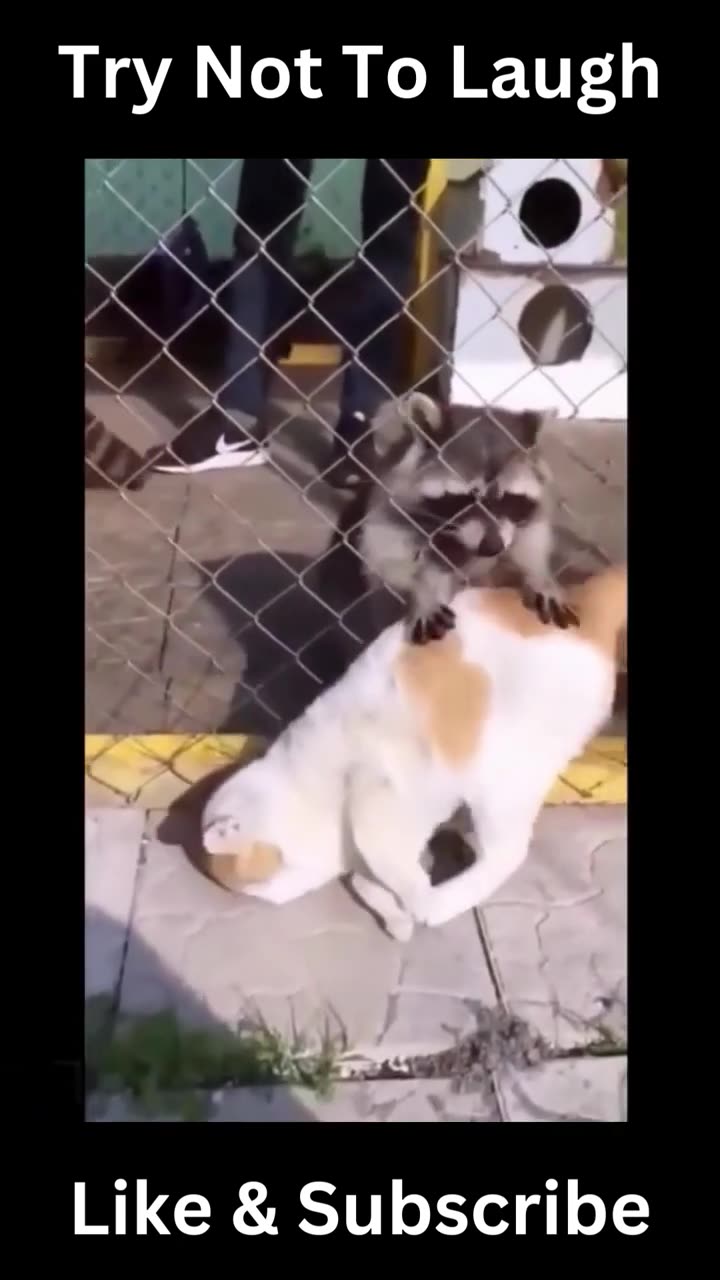 Ultimate Funny Animal Video Compilation for Non-Stop Laughter 🤣