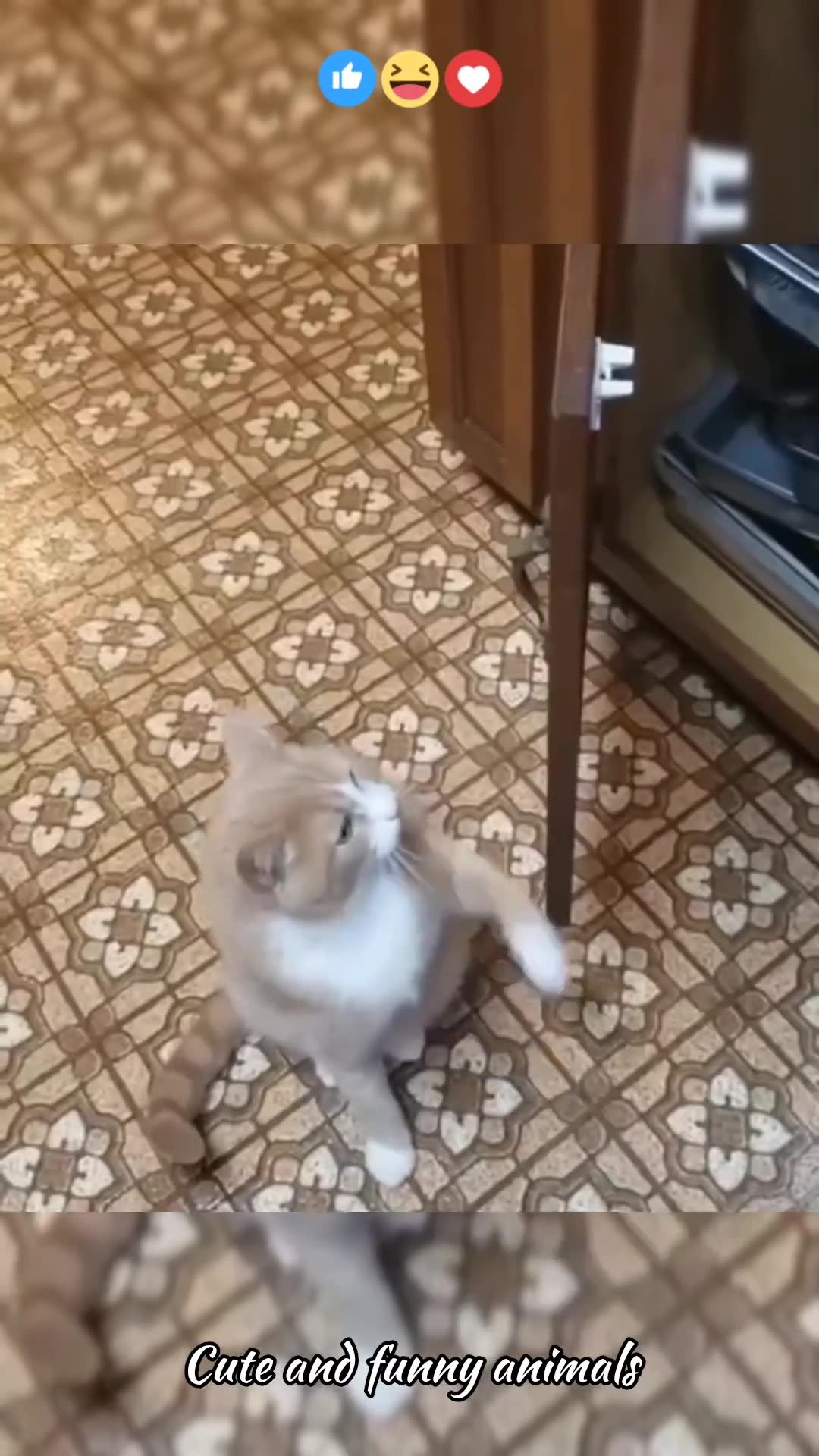 Cat-tastic Antics | Laugh, Love & Purrfect Moments 🐱 ️