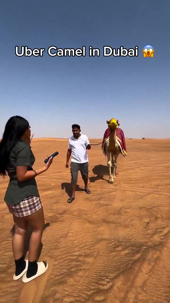 Uber camel in Dubai
