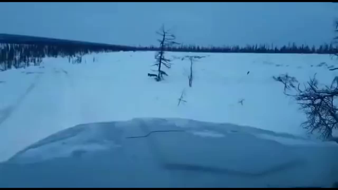 Behavior of a wolf in case of rabies