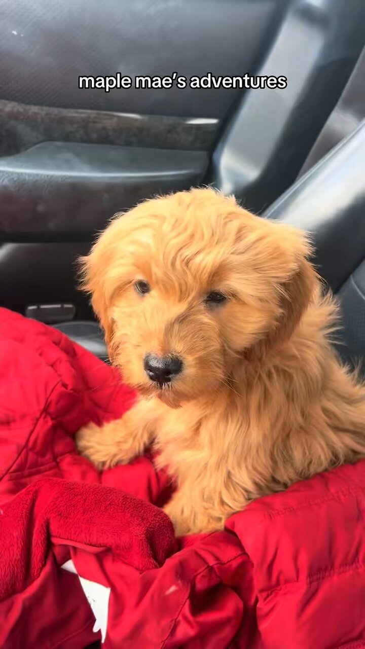 Introducing Maple Mae!