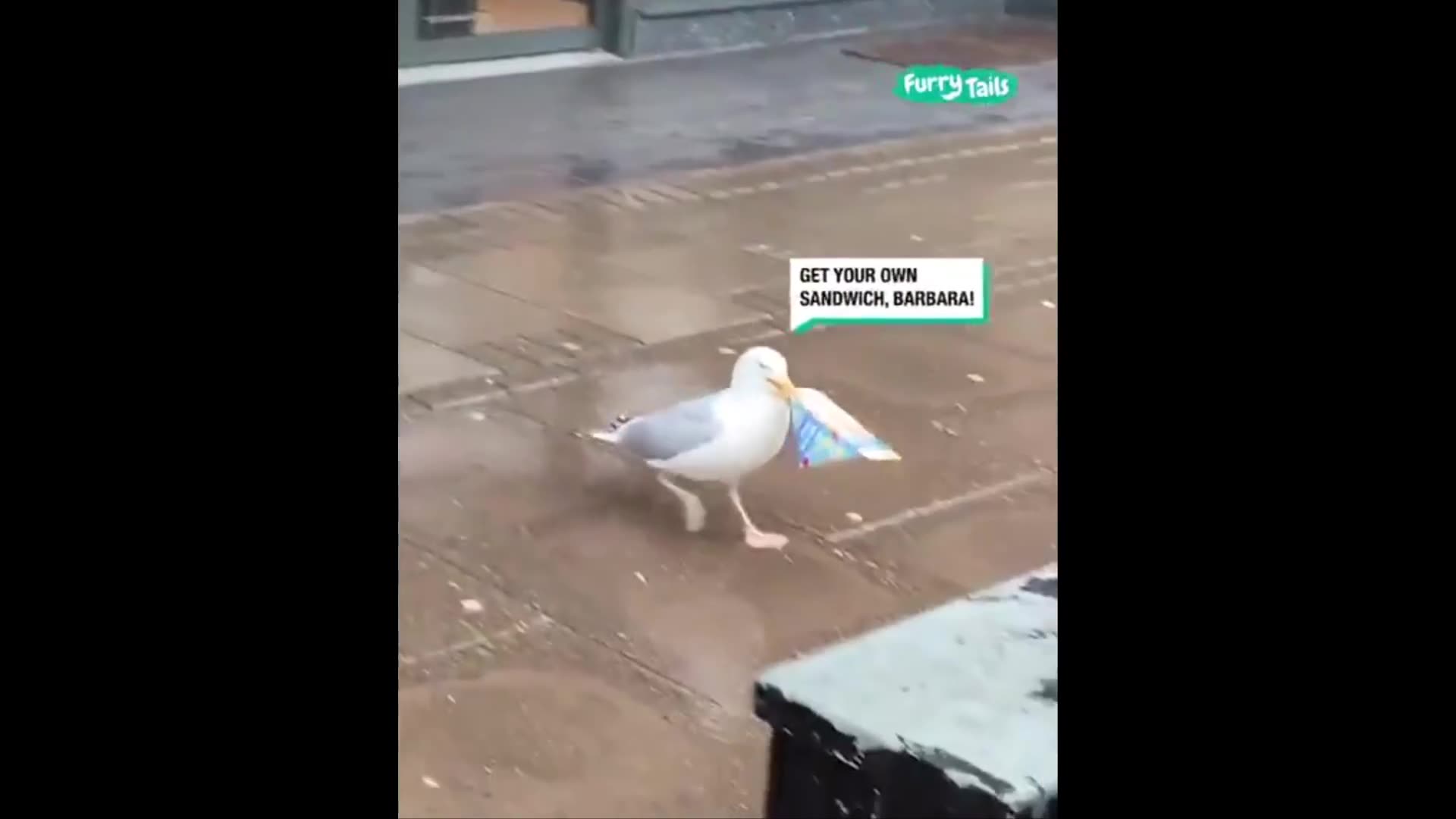 Quick Smile: Bird knows where and how to shop😂 - Get your own sandwich lady