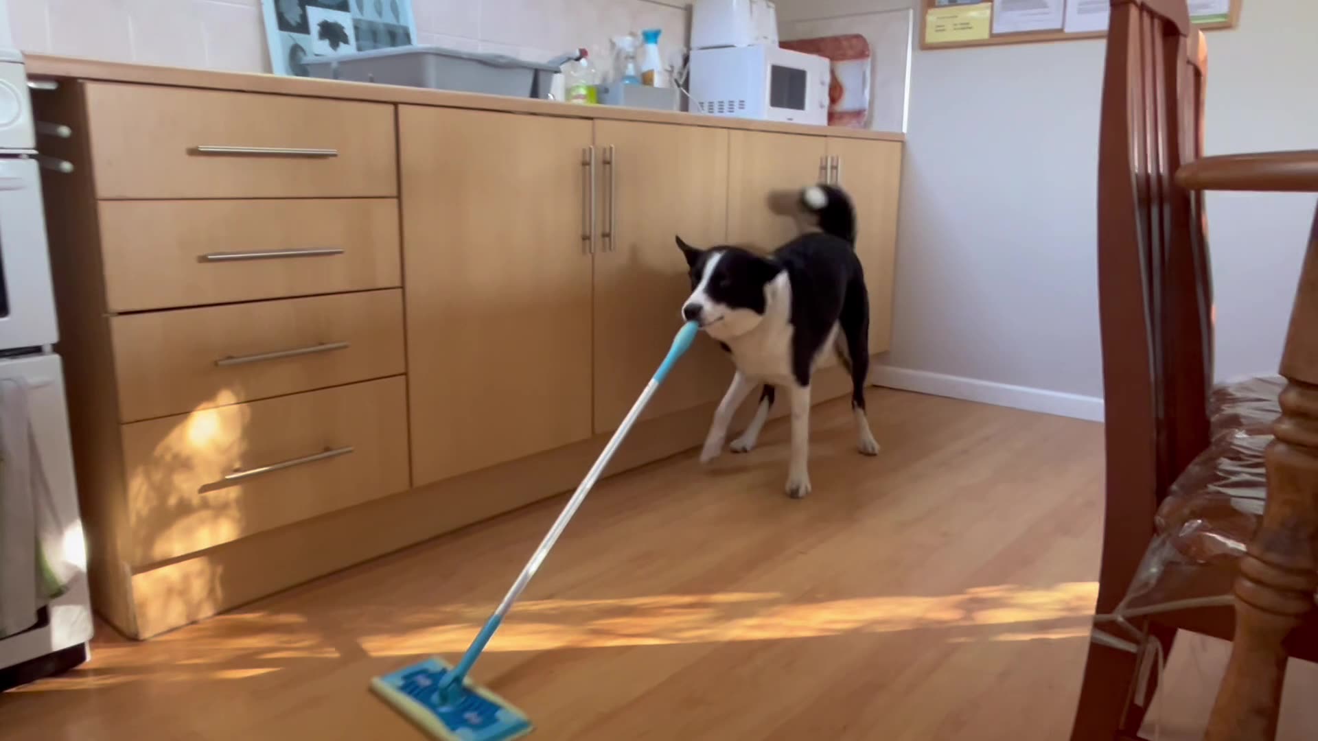 Simba The Dog Cleaning The Floor