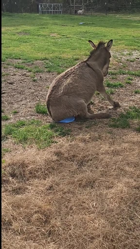 Donkey had the weirdest reaction😛 to his new Jolly ball