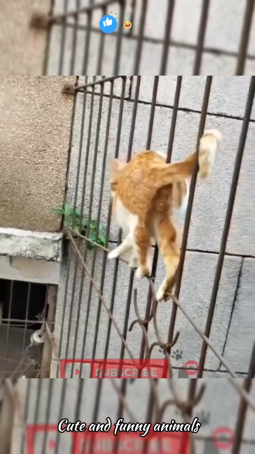 Paws and Laughs | Heartwarming Feline Fun 🐾