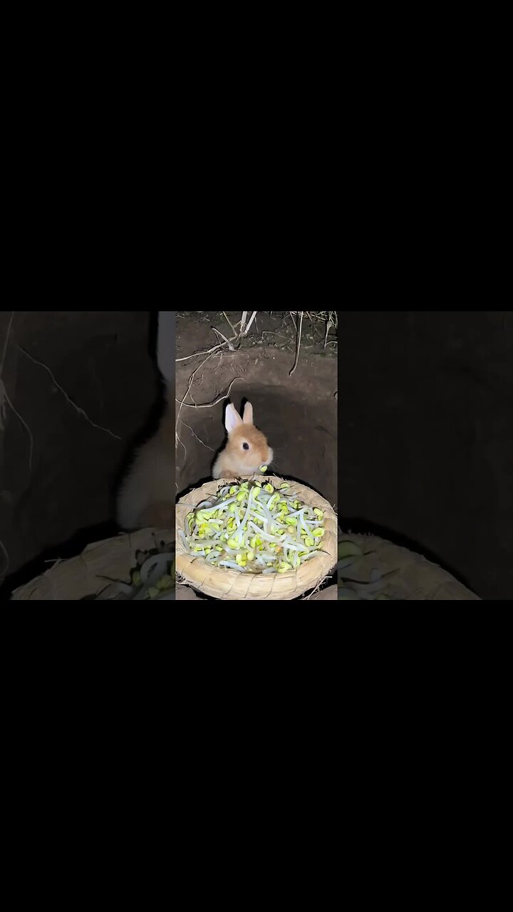 Little rabbit eating bean sprouts Cute pet debut plan Rabbit Rural cute pet