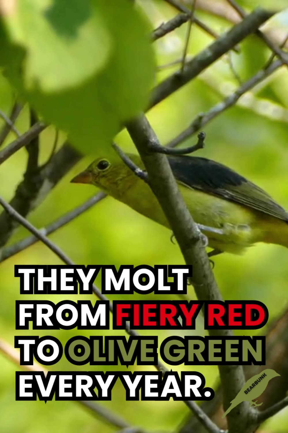 This Bird Changes Color to Survive – Meet the Scarlet Tanager! #animals ...