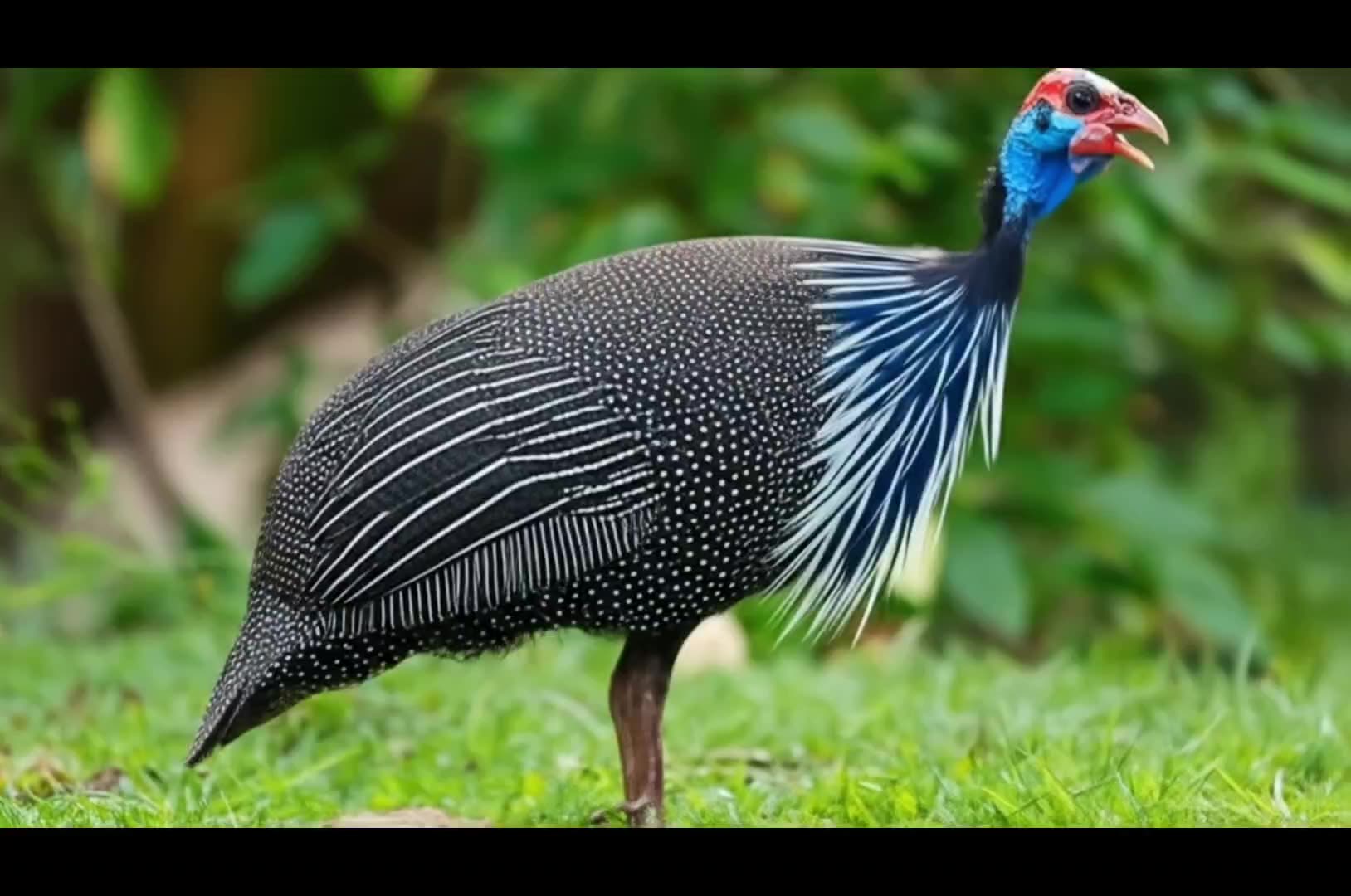 The Most Beautiful Yet Fierce-Looking Bird? Meet the Vulturine Guinea ...