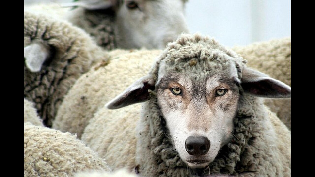 JUNE 27, 2025: LEO'S WOLVES RECEIVE THEIR CEREMONIAL SHEEP'S CLOTHING