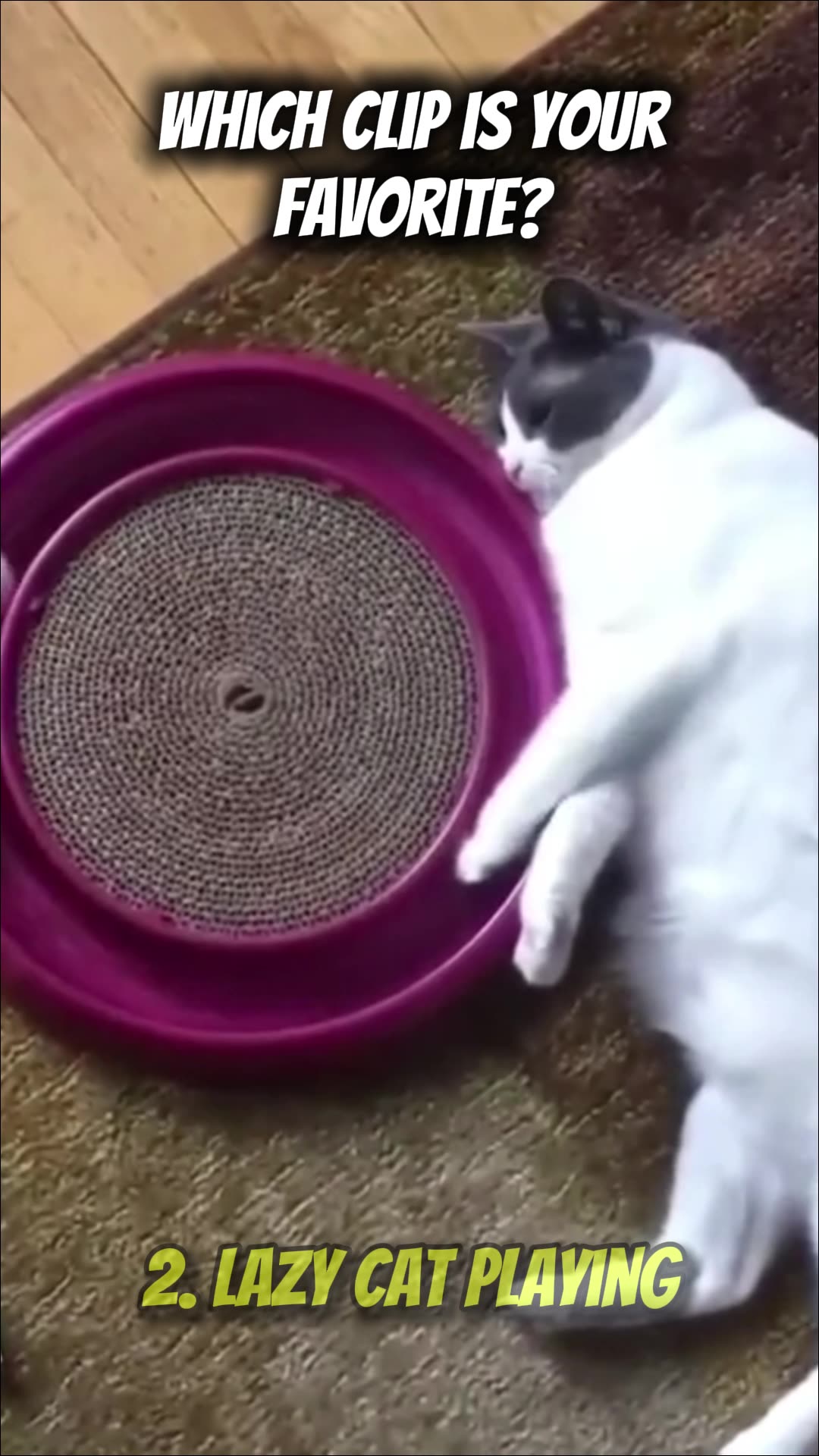 HILARIOUS CAT COMPILATION! Vote for Your Top Moment!