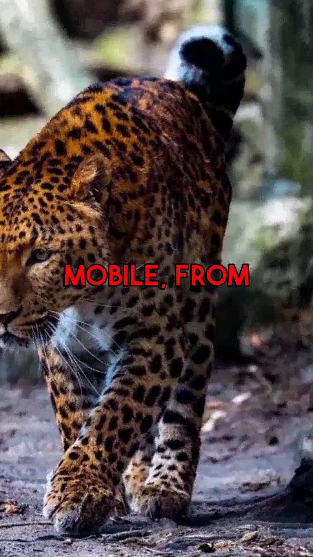 Landing Page Design: What Facts Reveal About Conversion Success