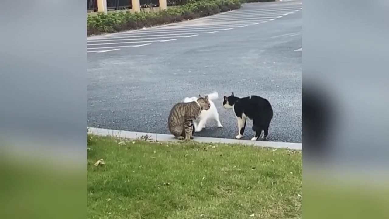 LOLFunniest😵‍💫 😱 😜 SHORTS/MEMES FUNNY VIDEO COMPILATION (2025)🤡 🎭