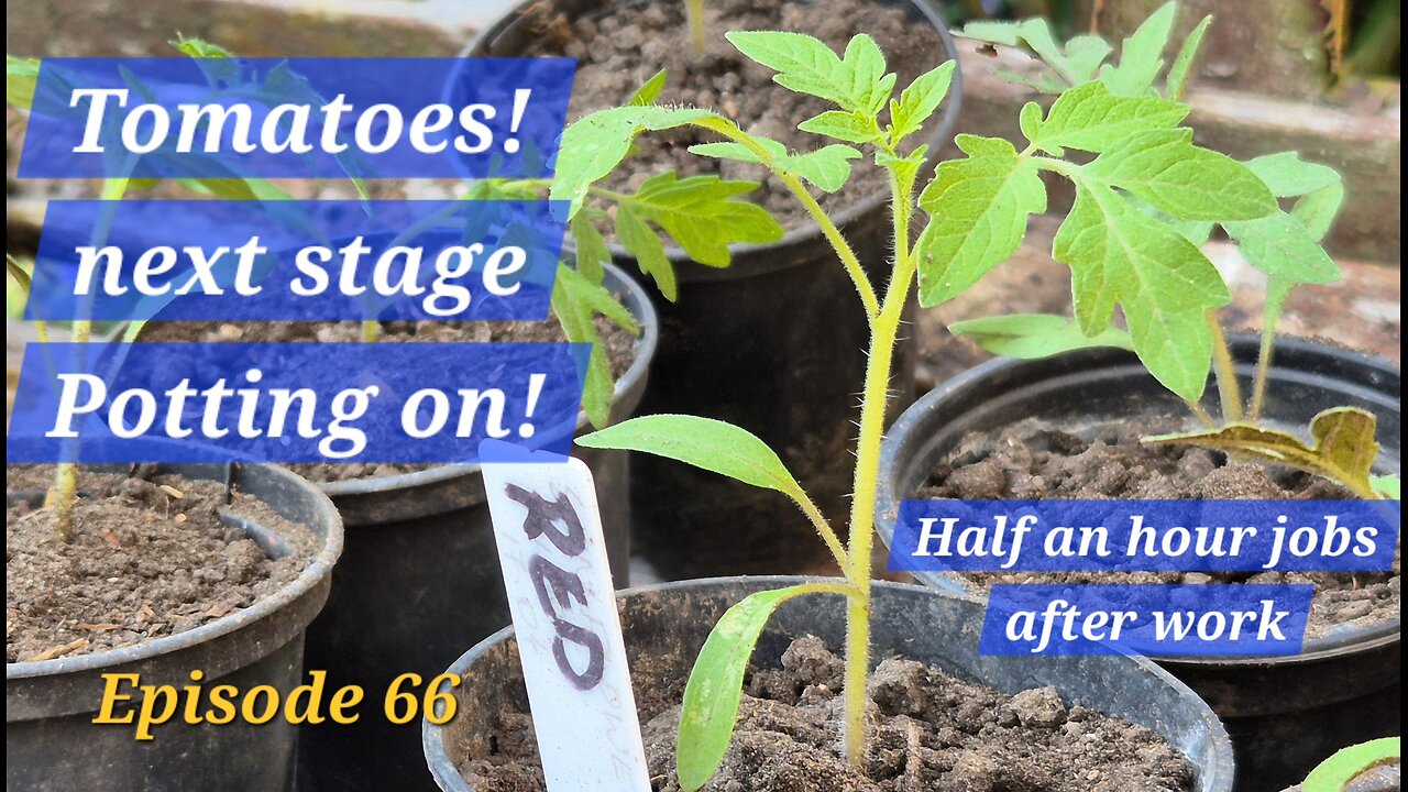 Tomato Seedling Care: Transplanting Tips for Healthy Growth Gardening 2025