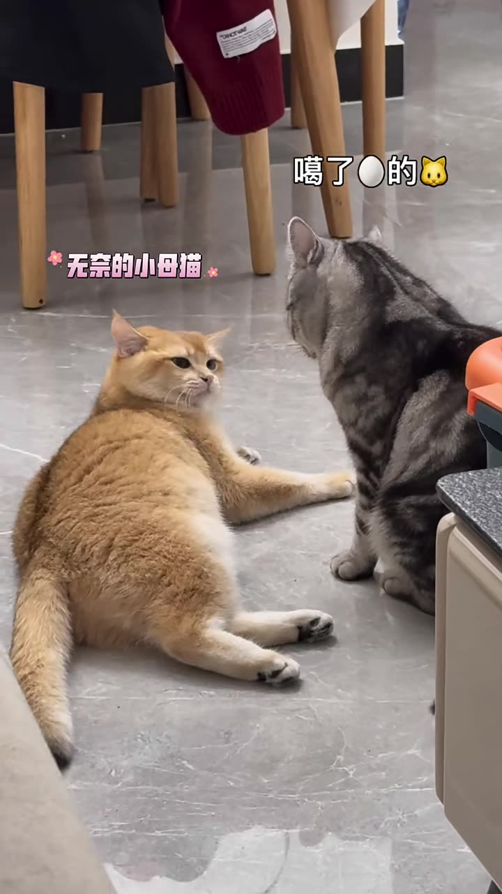 2 cat friendly with love