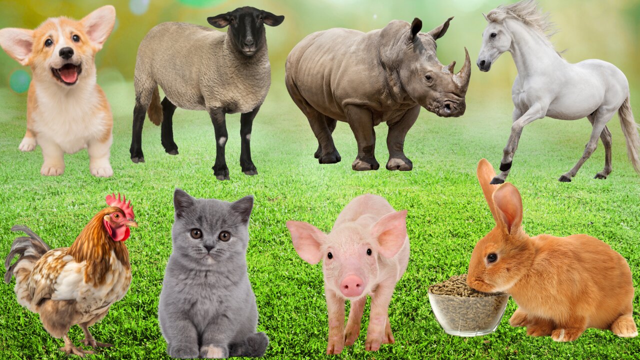 Meet the Farm Animals | Cow, Sheep, Horse, Pig, Goat, Cat, Dog, donkey ...