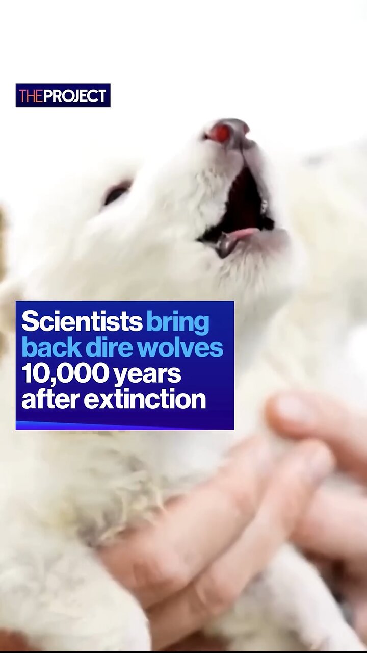 Scientists bring back dire wolves 10,000 years after extinction