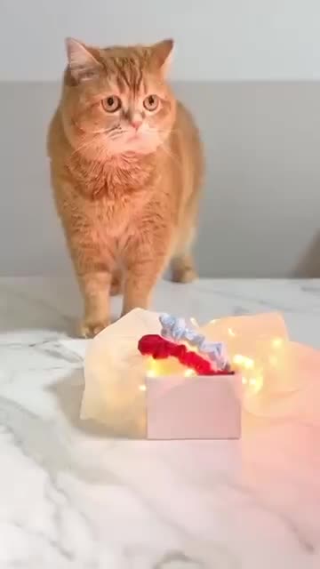Genius Cat