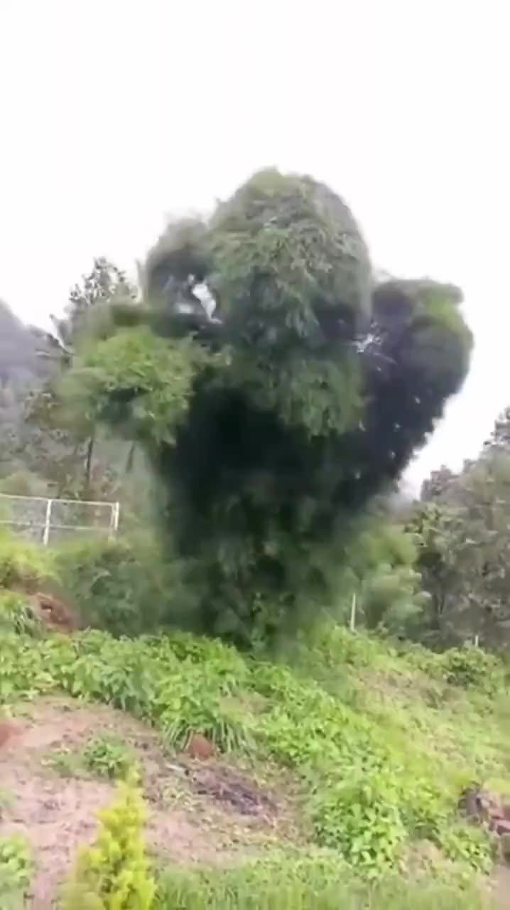 Dancing Tree