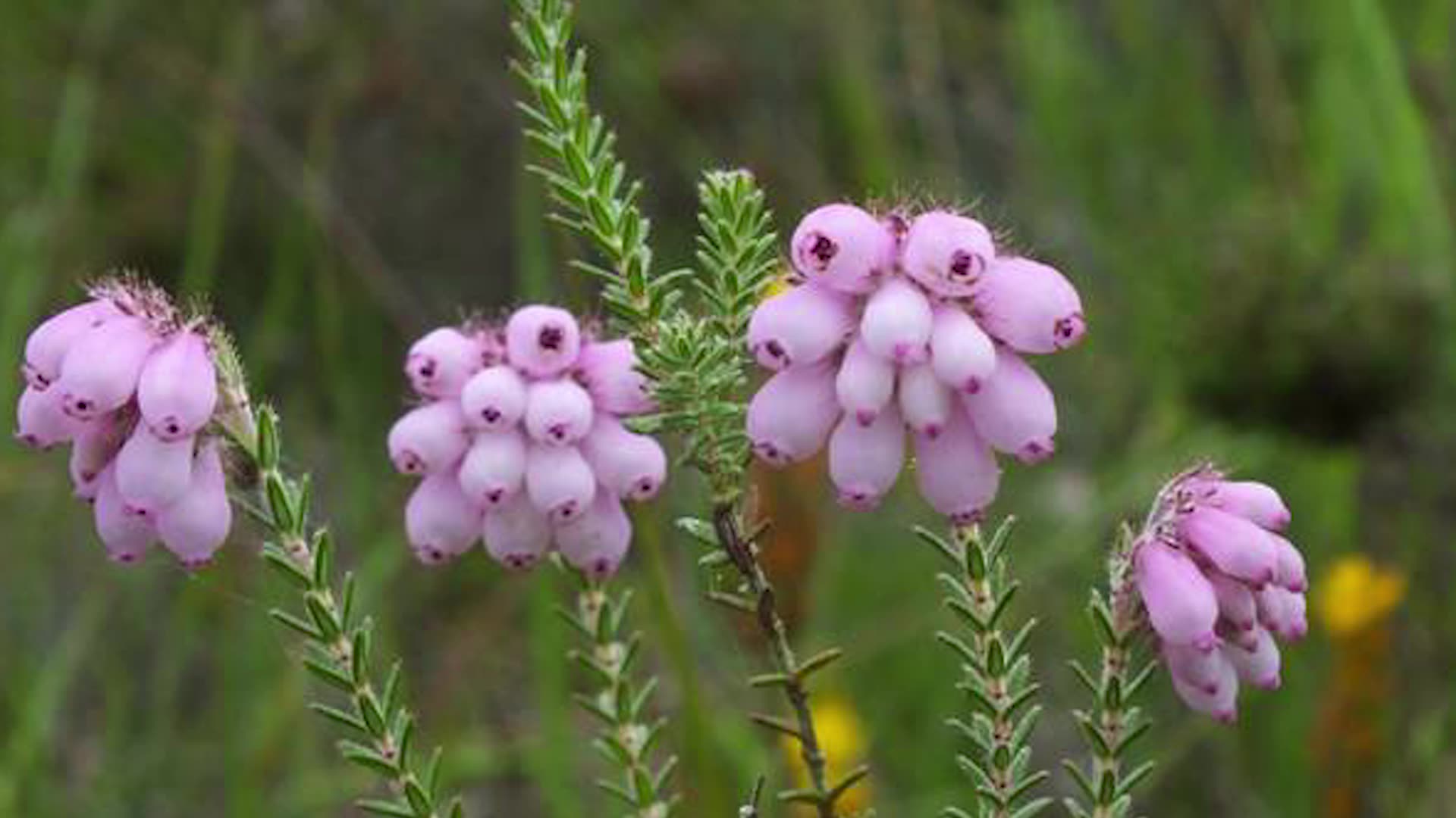 Erika (English Translation)