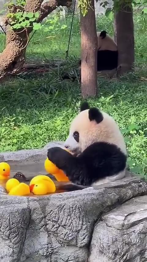 funny animals part 37 | Pandas Being Silly! 😂🐼