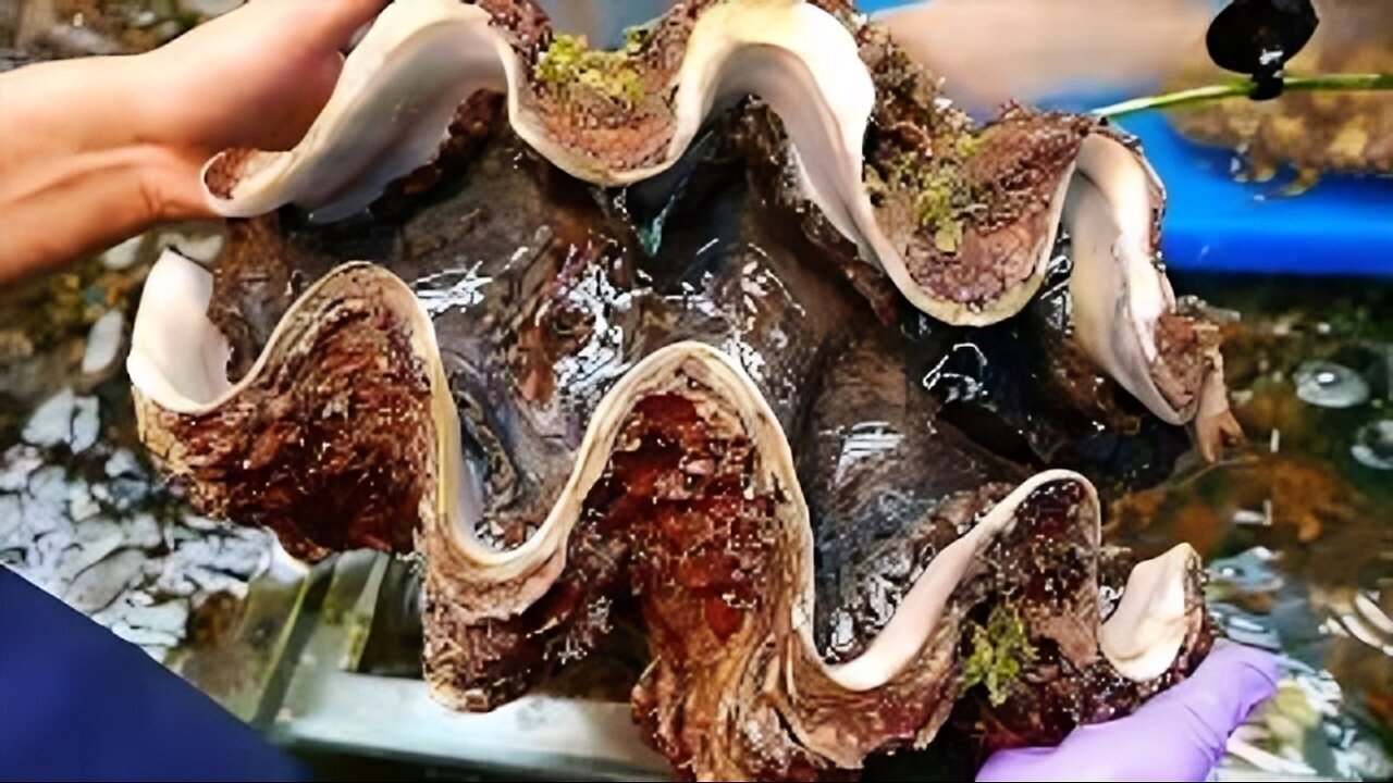 Japanese Street Food - $100 GIANT CLAM Seafood Japan