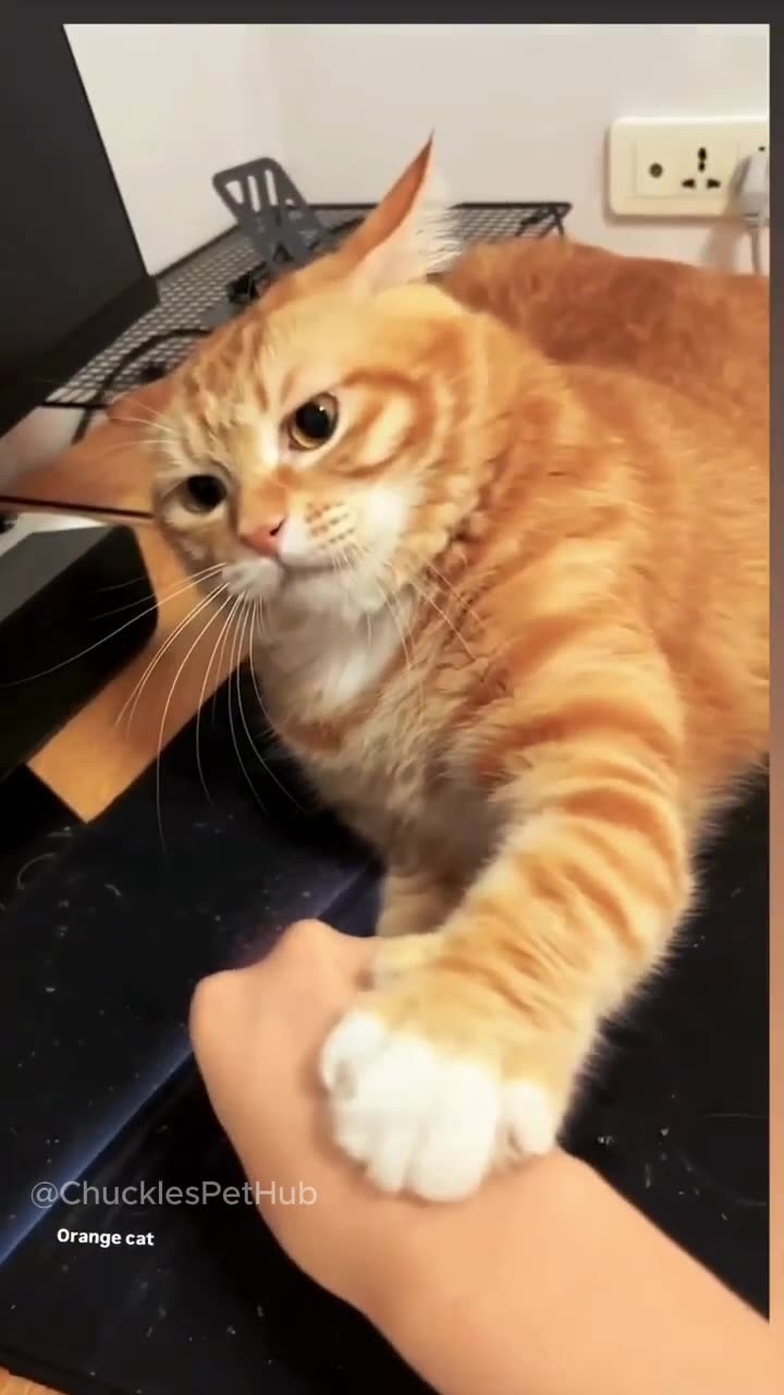 Cat Hates Being Touched – Funniest Reactions Ever! 🐱😂