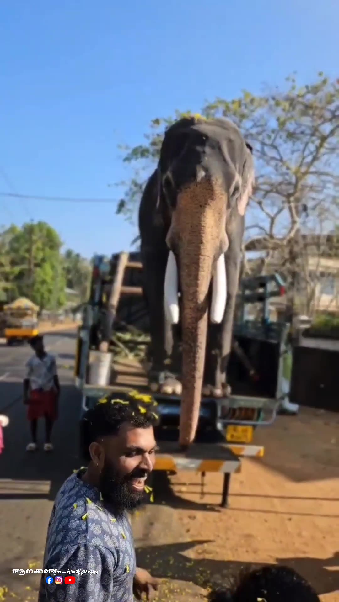 Kerala's Tallest Elephant Chirakkal Kalidasan | Chirakkal Kalidasan