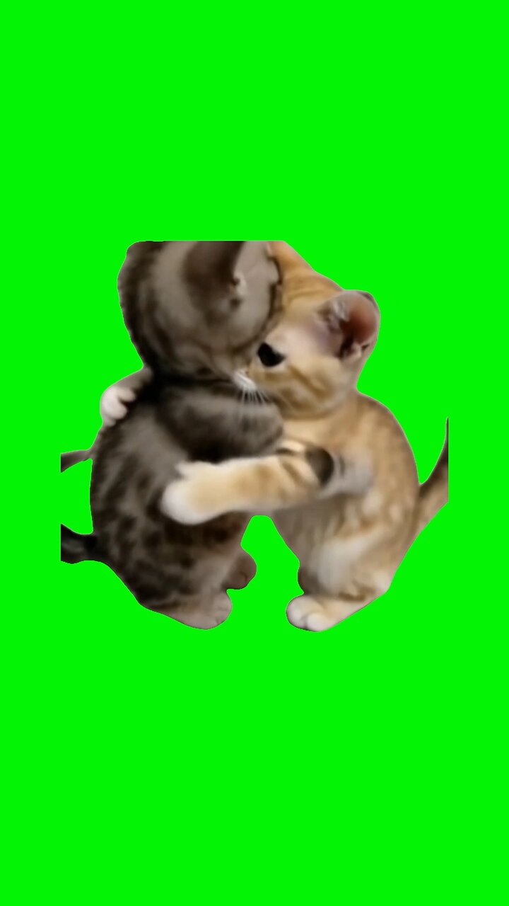 Kittens Hugging | Green Screen