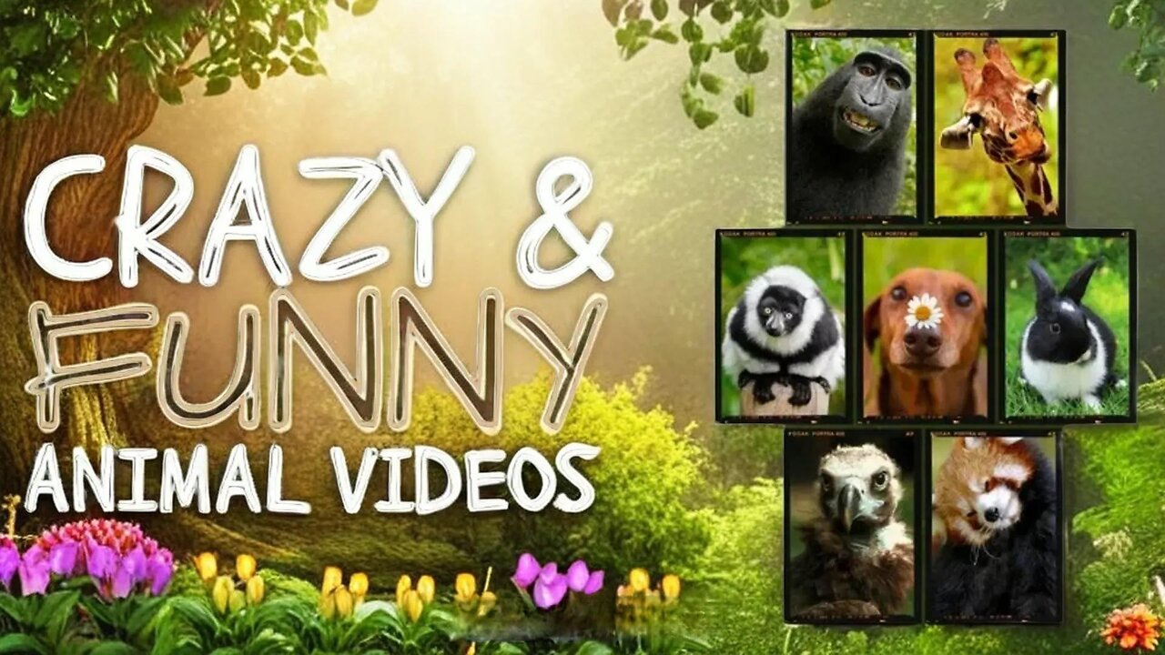 Funniest Animals Moments Ever Caught on Camera ep-20