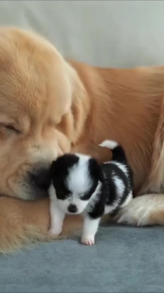 Tiny Dog Tries to Grab Big Dog’s Nose – So Funny! 😂🐶