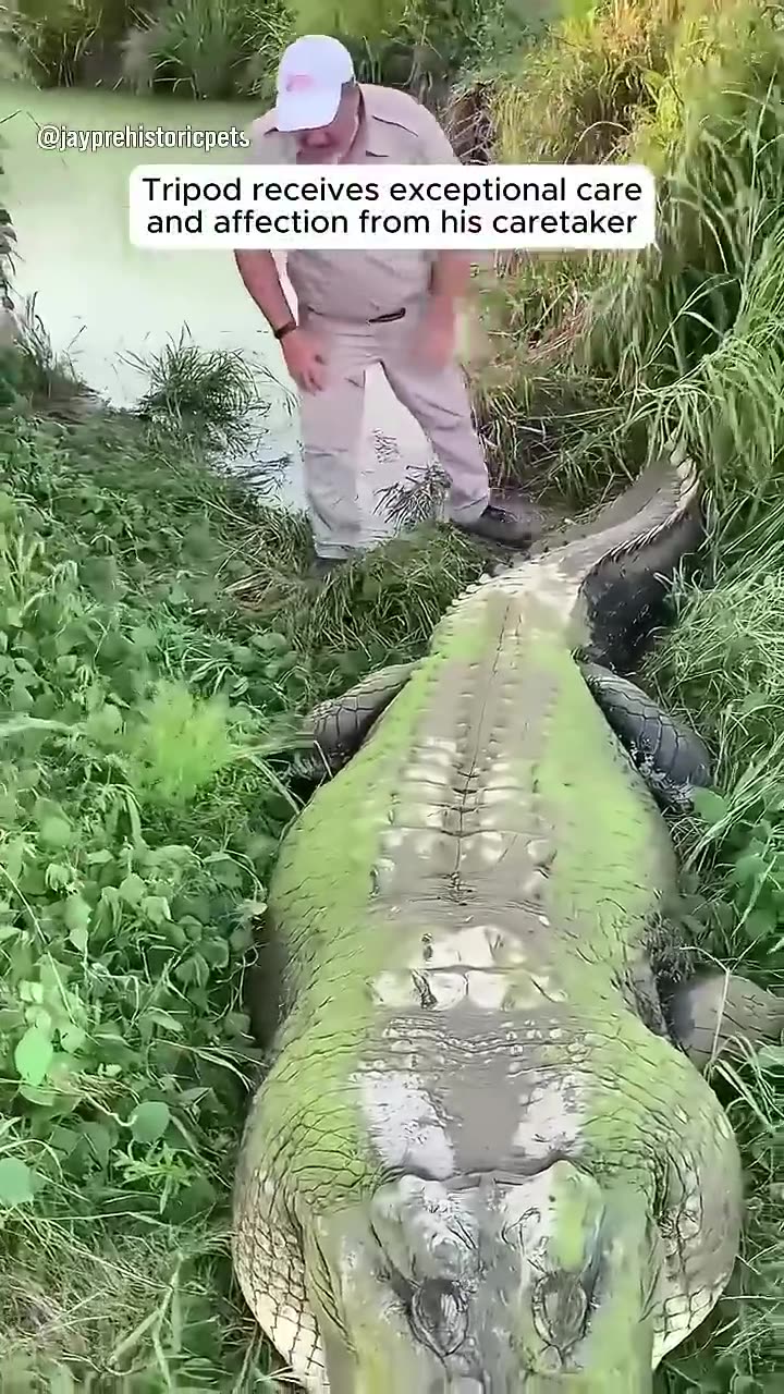 The amazing bond between a man and his giant reptiles 🦎 💚