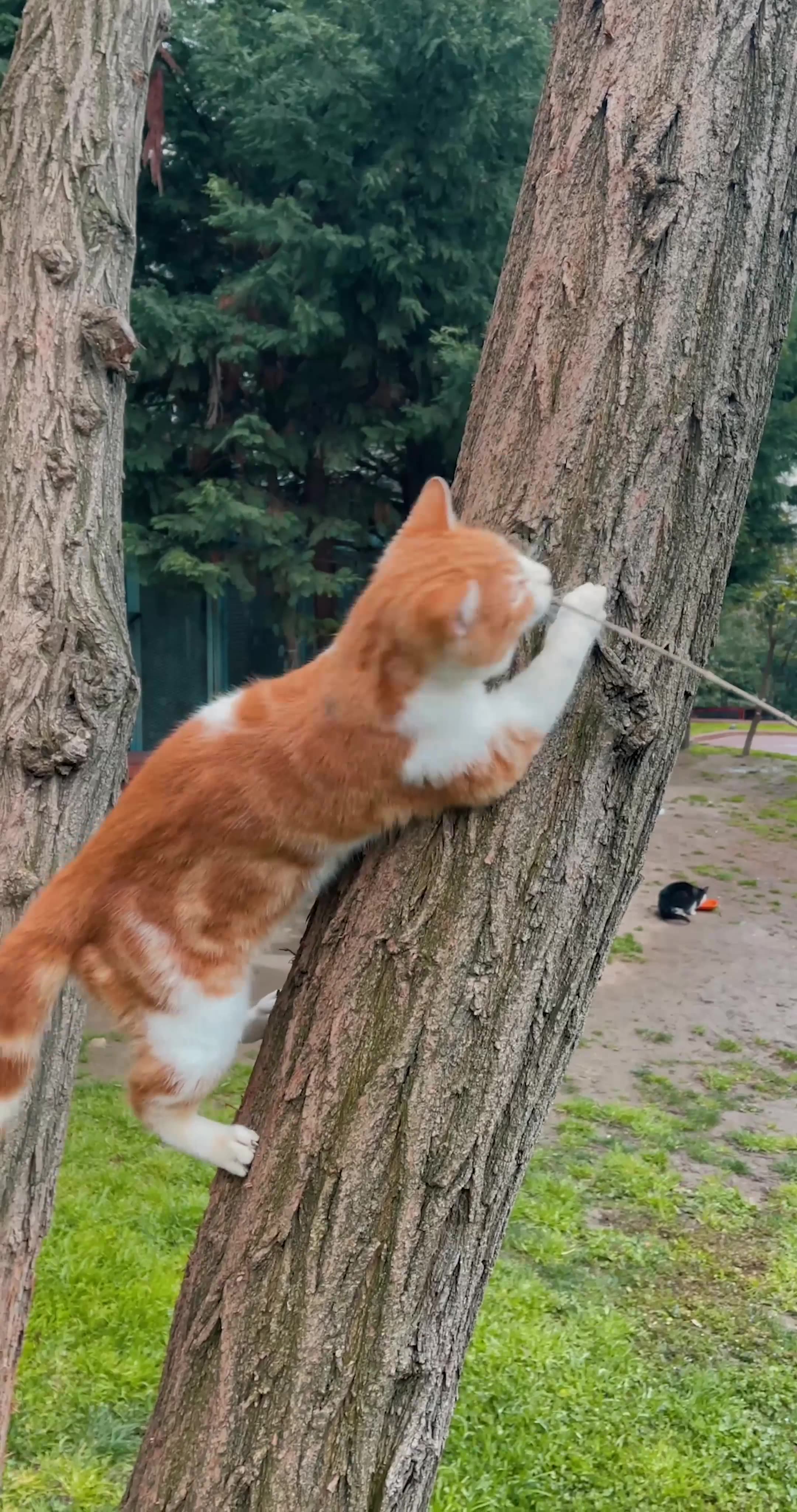 Meme Cat climbing